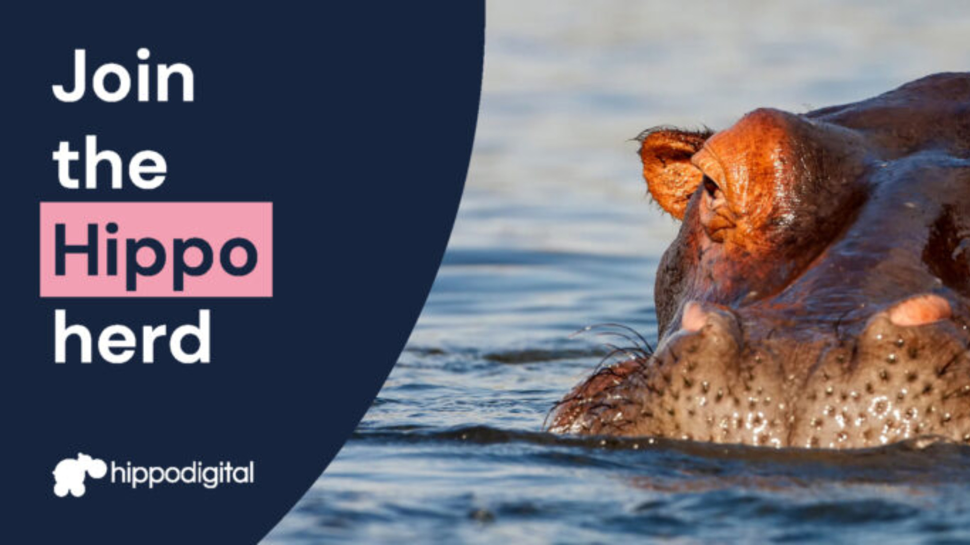 Inclusive Hiring: The Hippo Digital Success Story | Diverse Workforce